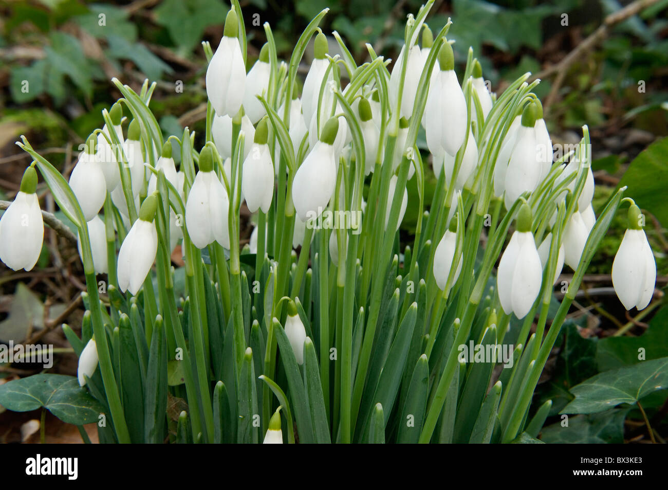 A small clump of Snowdrops Stock Photo - Alamy