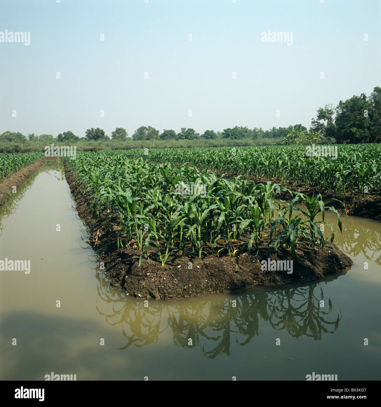 Corn crop hi-res stock photography and images - Alamy