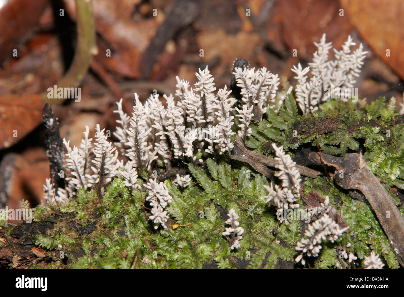 Xylaria fungus xylaria sp hi-res stock photography and images - Alamy