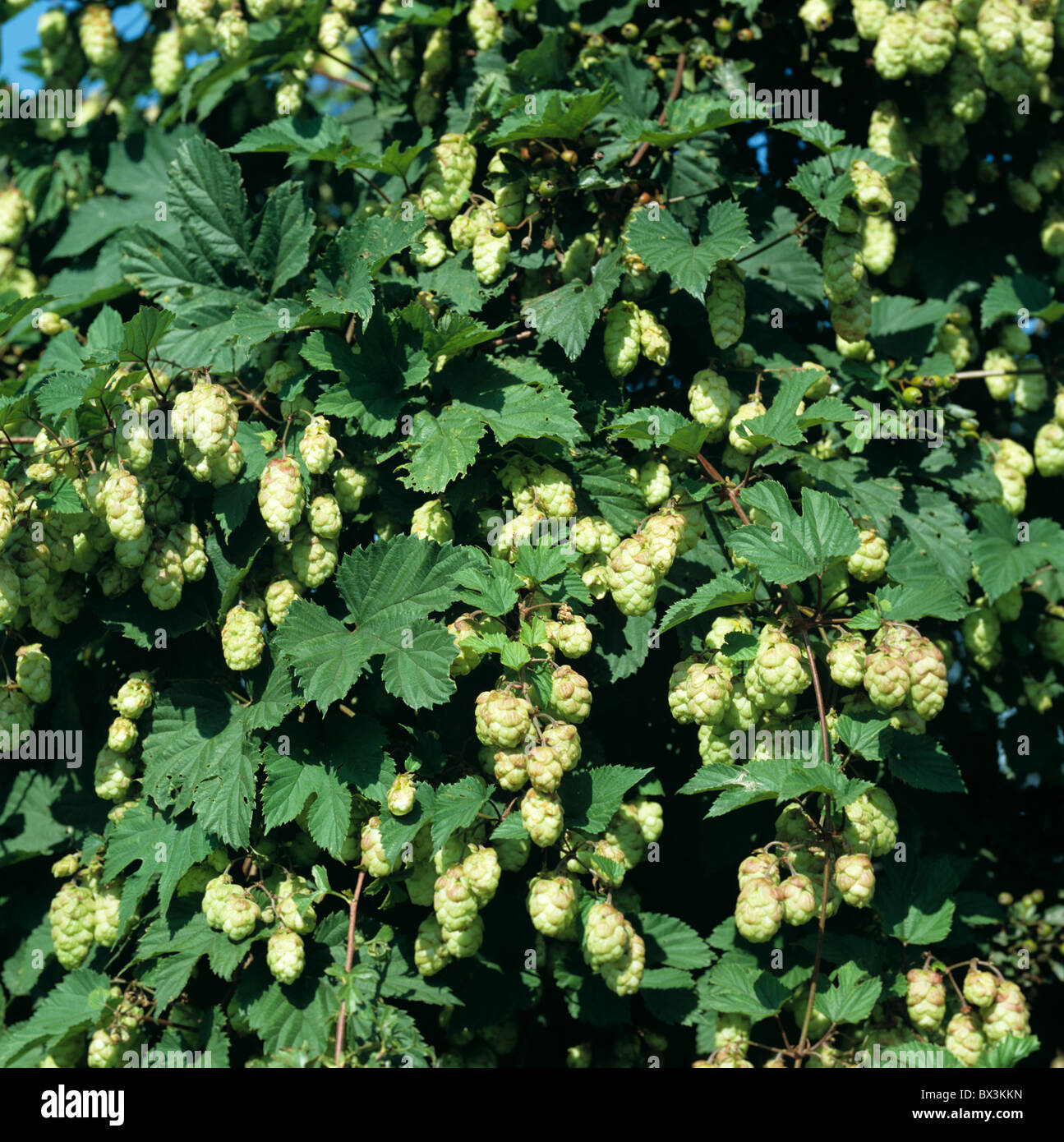 Hops hi-res stock photography and images - Alamy