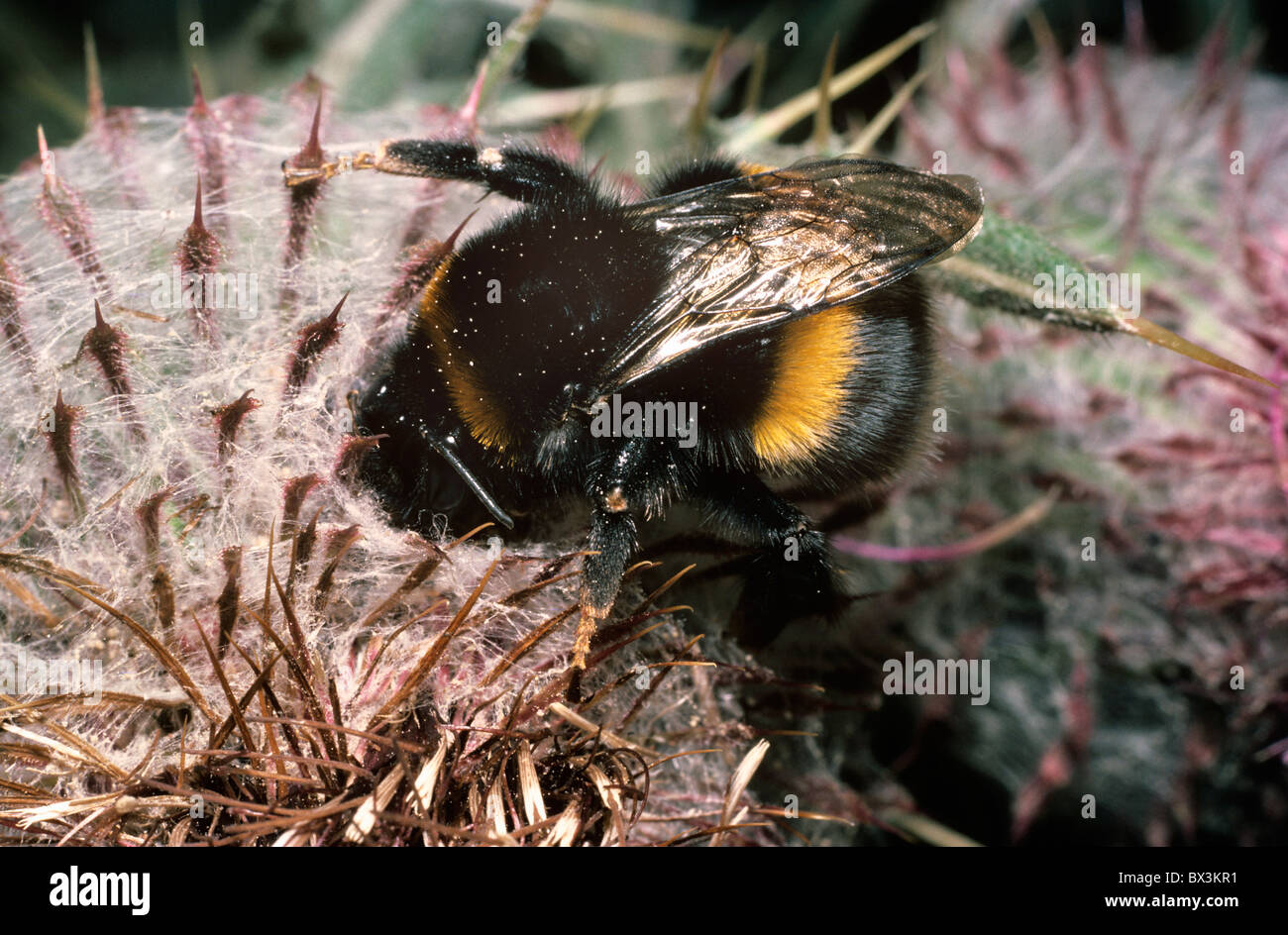 Buff-tailed bumble bee (Bombus terrestris) queen feeding from frass ...