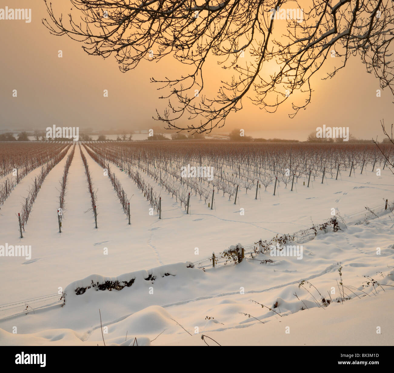 Sunset over a snowy vineyard Stock Photo - Alamy