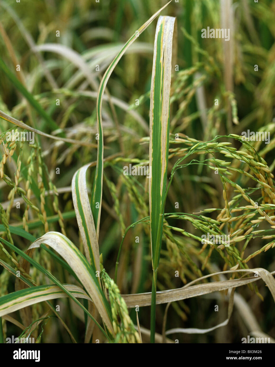 Bacterial blight (Xanthomonas oryzae) disease lesions on rice crop ...