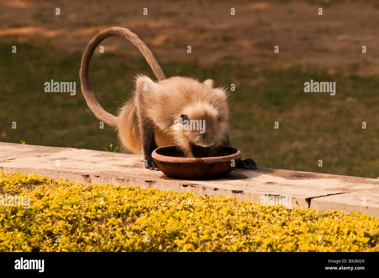 Monkey drinking hi-res stock photography and images - Alamy