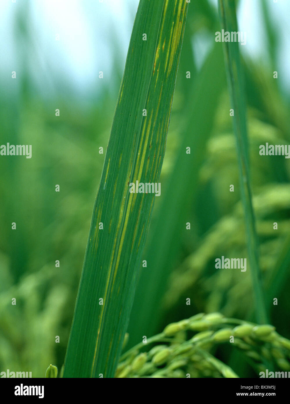 Bacterial leaf streak (Xanthomonas oryzicola) lesions on rice leaves ...