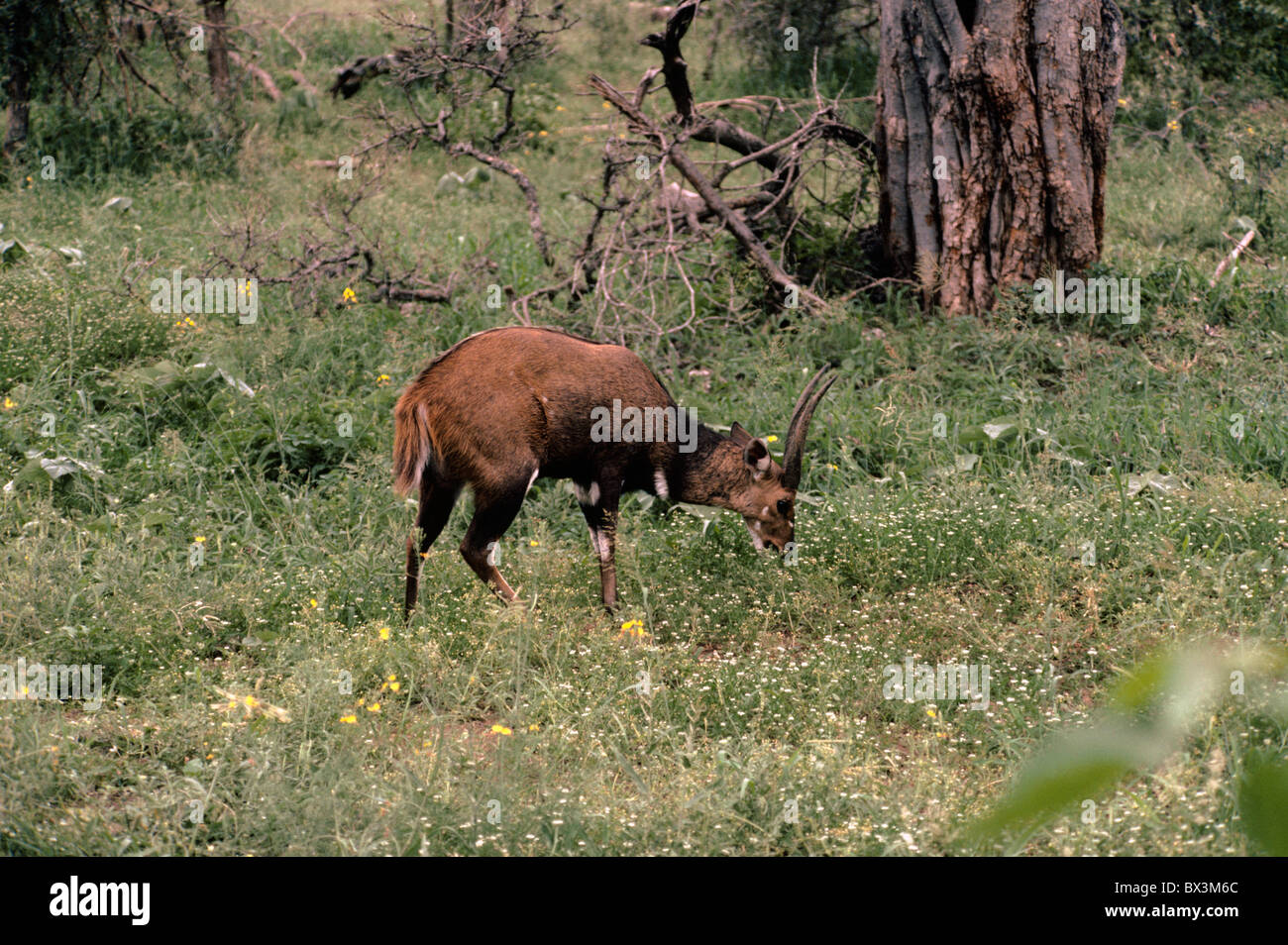 Bushbuck antelope (Tragelaphus scriptus sylvaticus: Bovidae) male ...