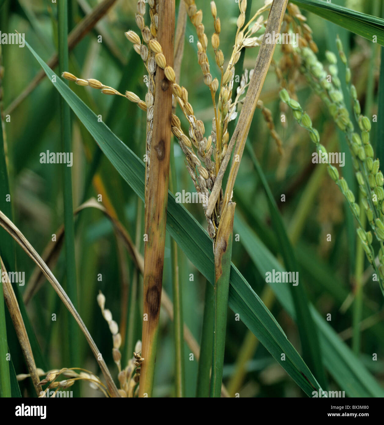 Sheath rot (Sarocladium oryzae) lesions and necrosis on rice flagleaf ...
