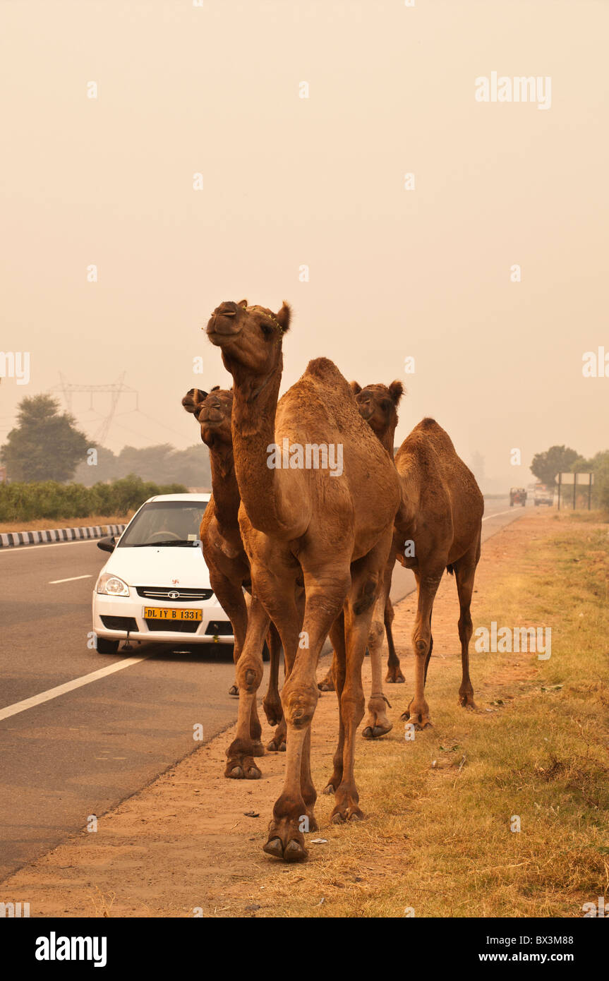 Camels on the highway, Rajasthan, India Stock Photo - Alamy