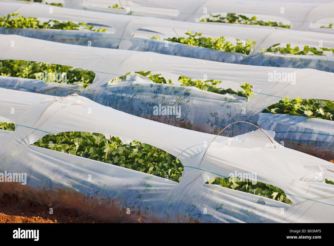 Crops Growing In Plastic Tunnels; Cartama, Malaga Province, Spain Stock ...
