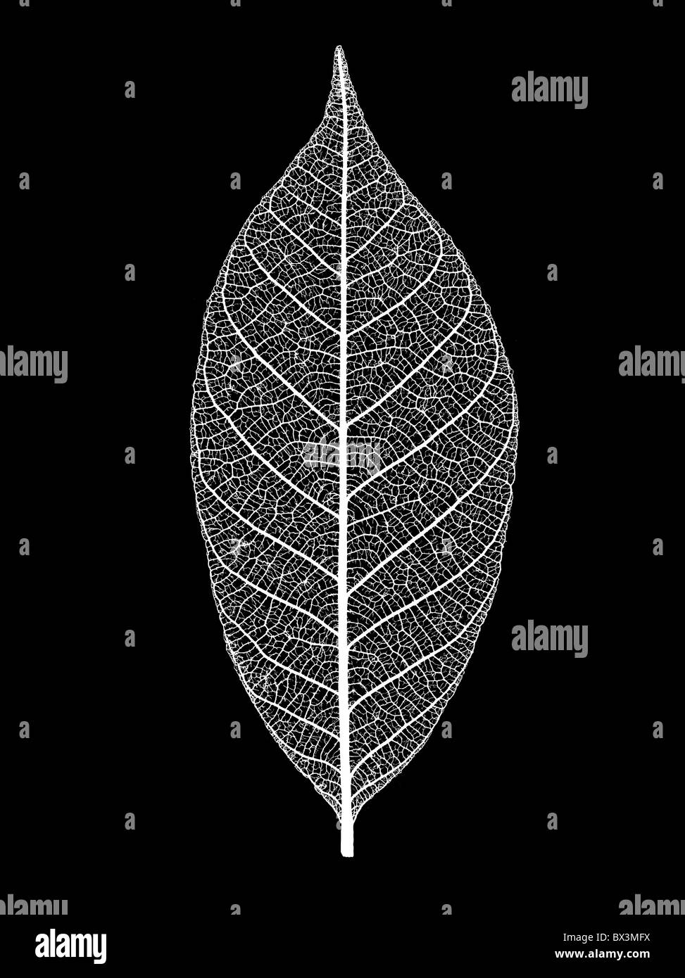 Plant stem hollow Black and White Stock Photos & Images - Alamy