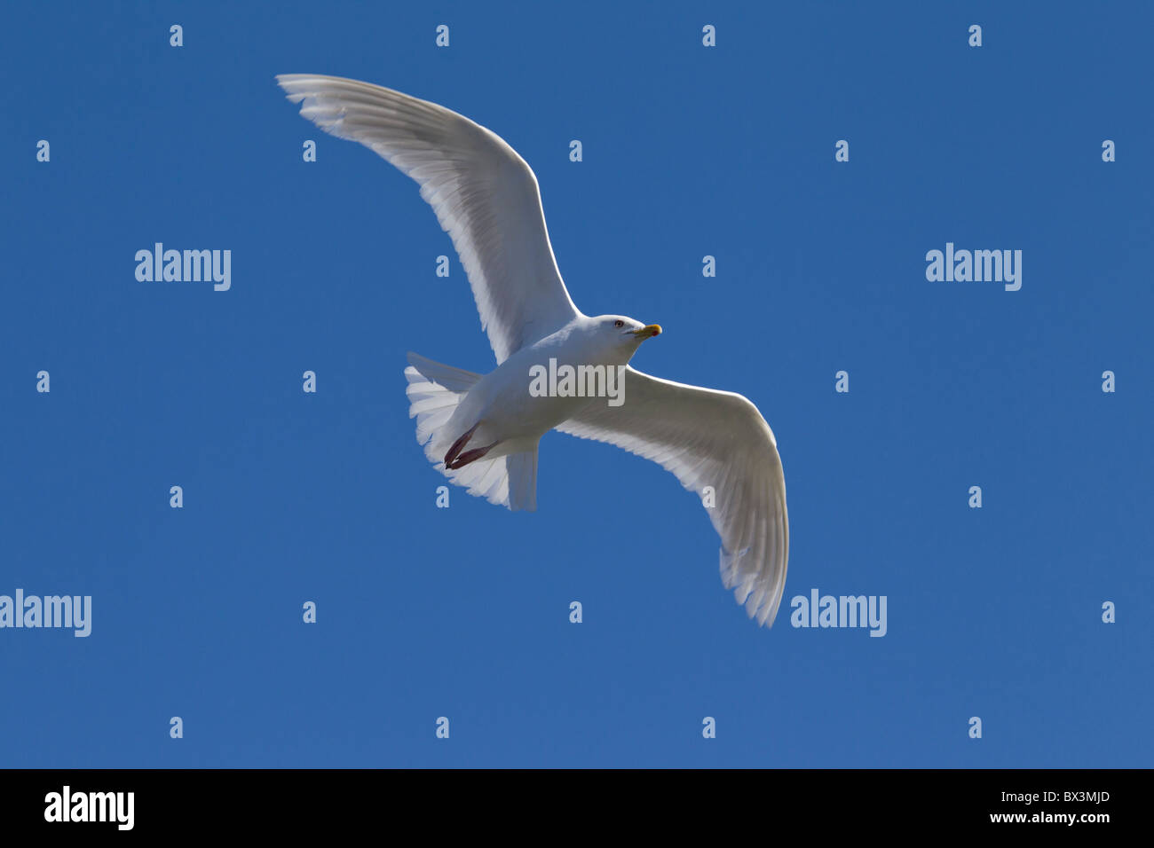 Iceland Gull (Larus glaucoides) in flight, West-Greenland, Greenland ...