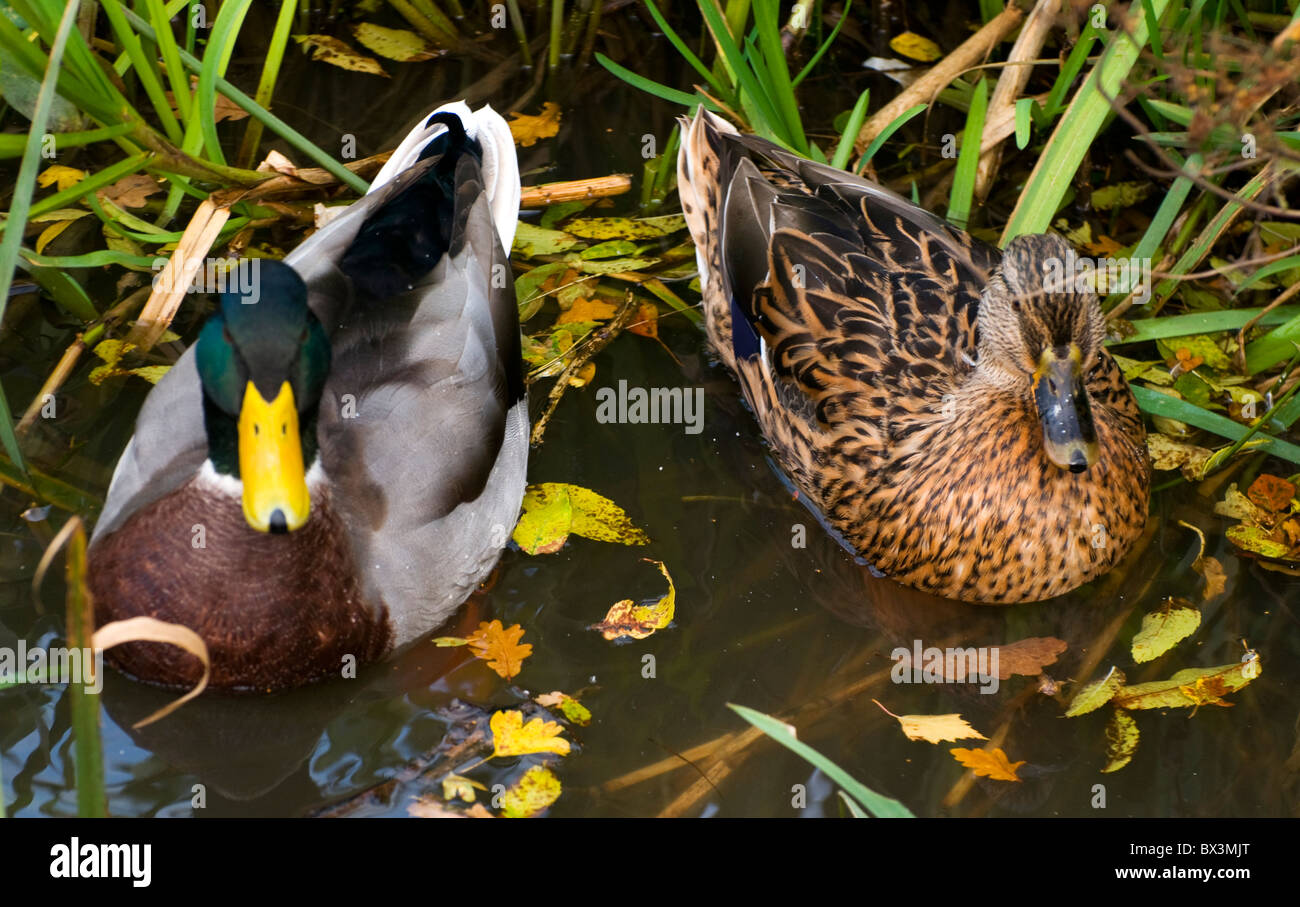 Mallards plumage hi-res stock photography and images - Alamy