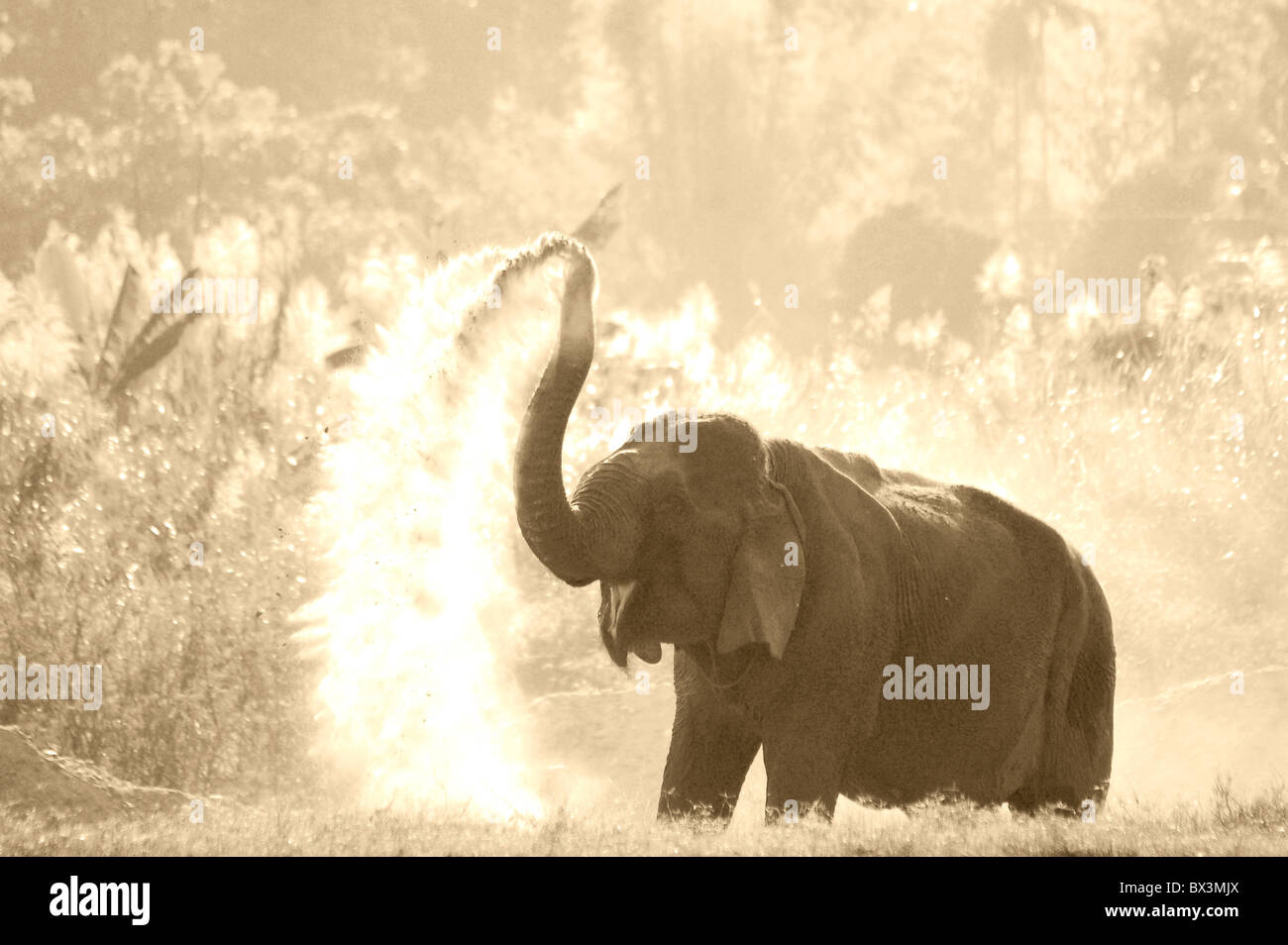 elephant spraying with dust Stock Photo - Alamy