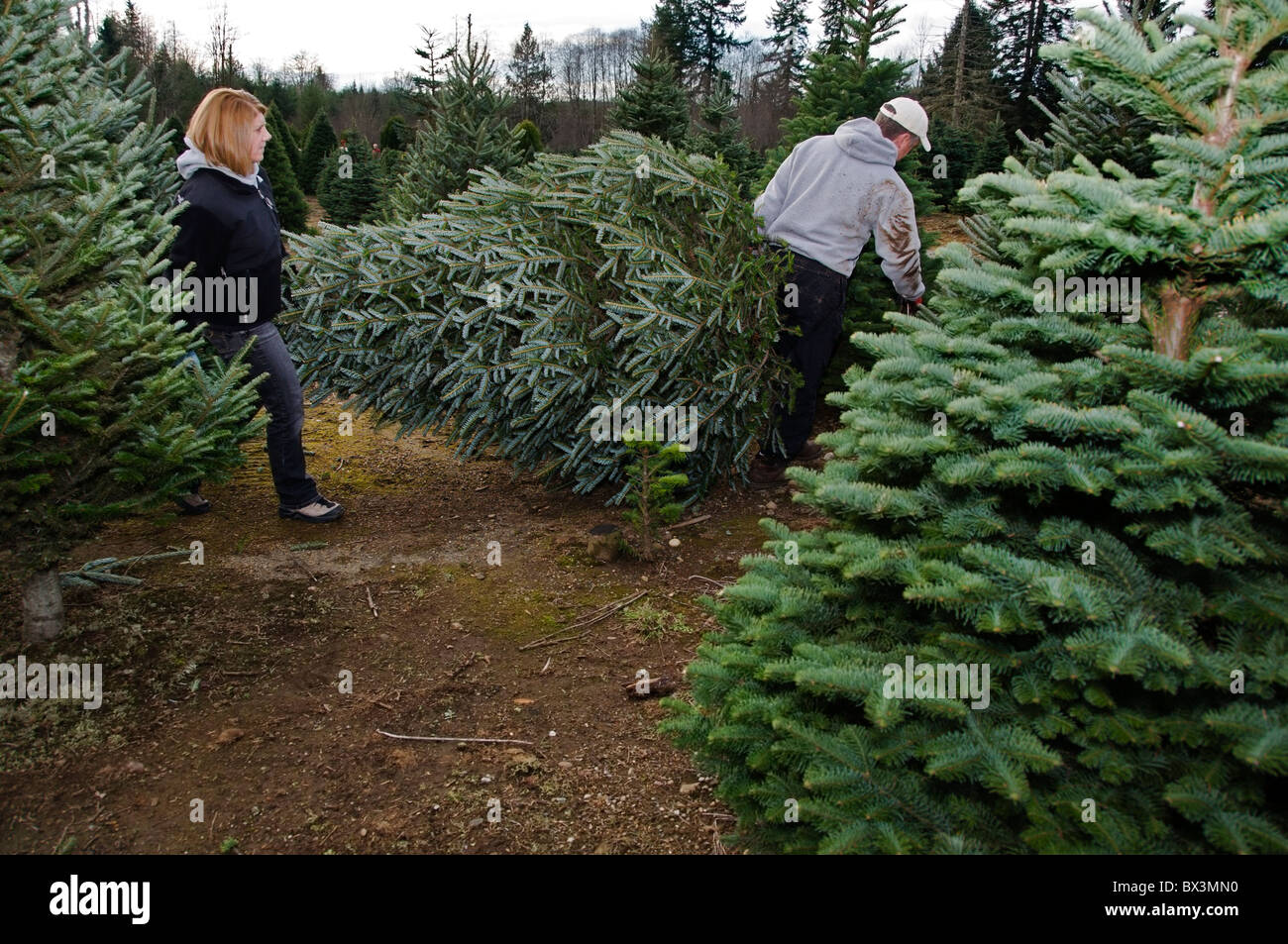 Transporting tree hi-res stock photography and images - Alamy