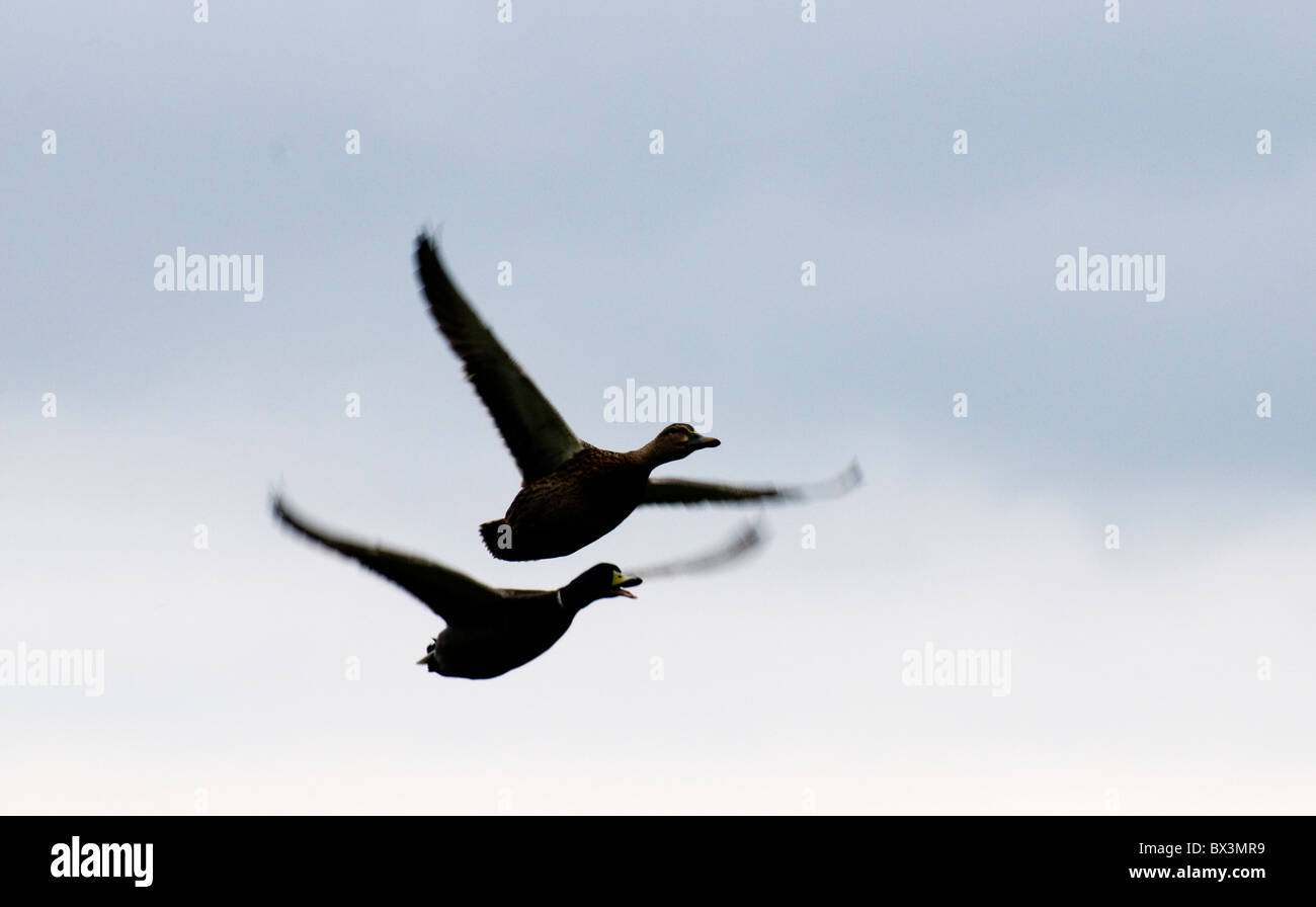 Movie Ducks Fly Together