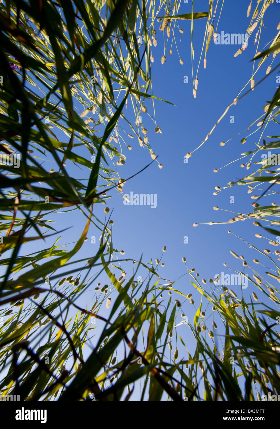 Growing hay seen from ground level , Finland Stock Photo - Alamy