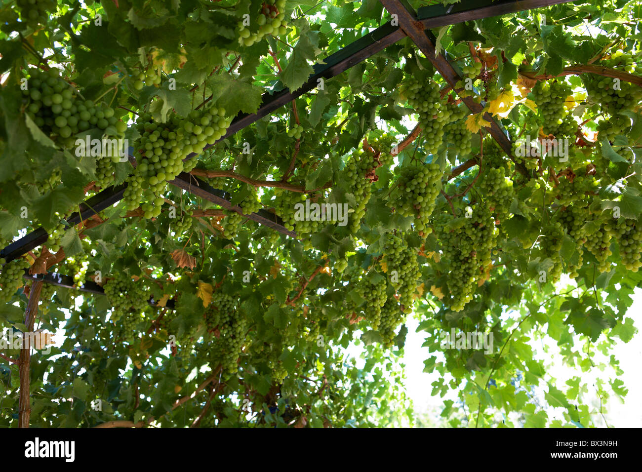 Grapevine hi-res stock photography and images - Alamy