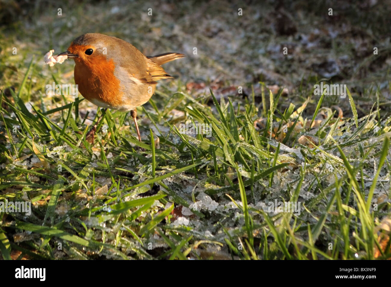 A red breasted robin holds a clump of bread in his mouth on a cold ...