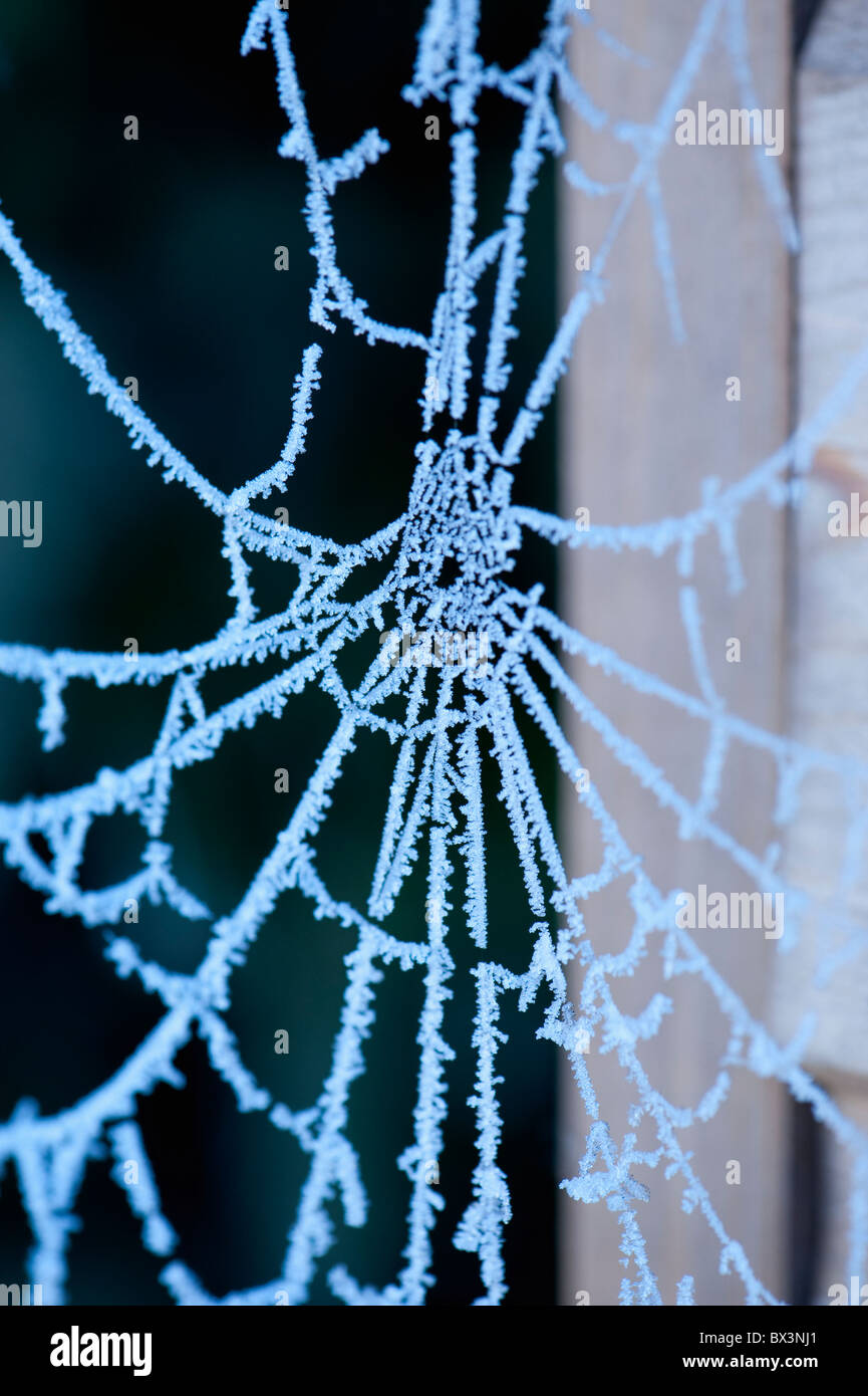 Spiders web hanging from the roof of a garden shed Stock Photo - Alamy