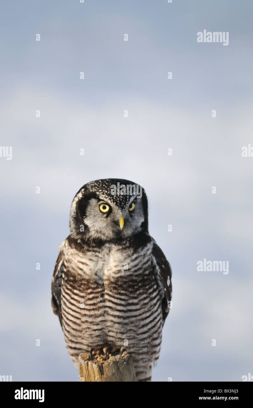 American northern hawk owl hi-res stock photography and images - Alamy