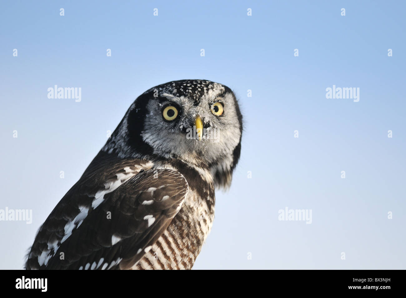 Blue owl hi-res stock photography and images - Alamy