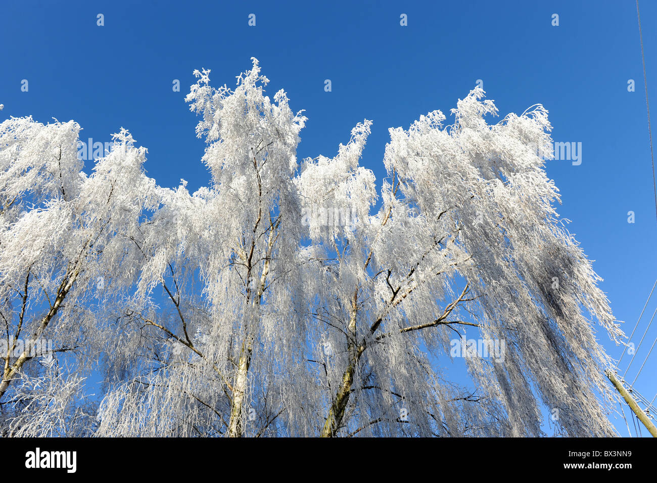 England frost trees hi-res stock photography and images - Alamy