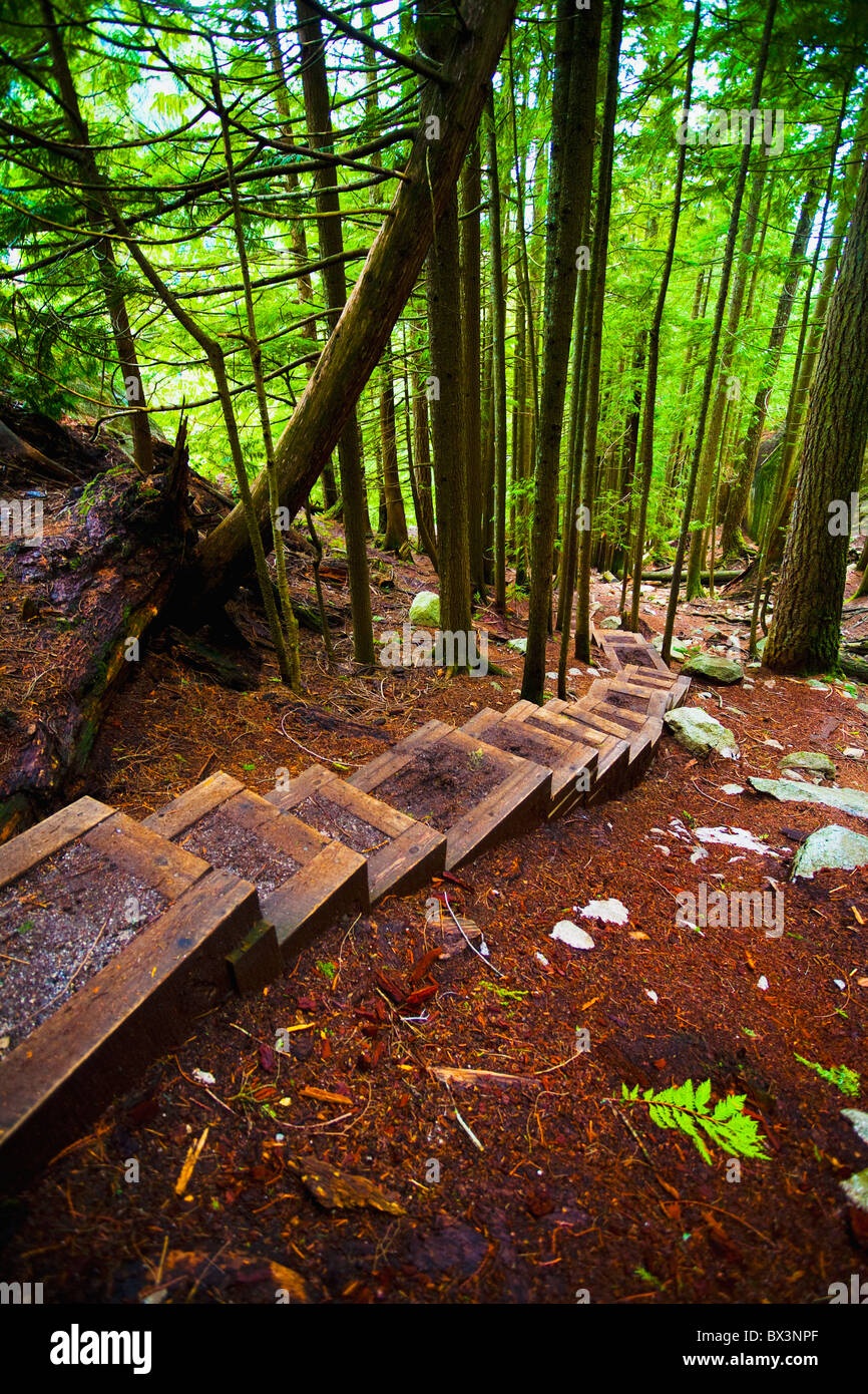 Climbing Path With Steps Through A Forest; Squamish, British Columbia ...