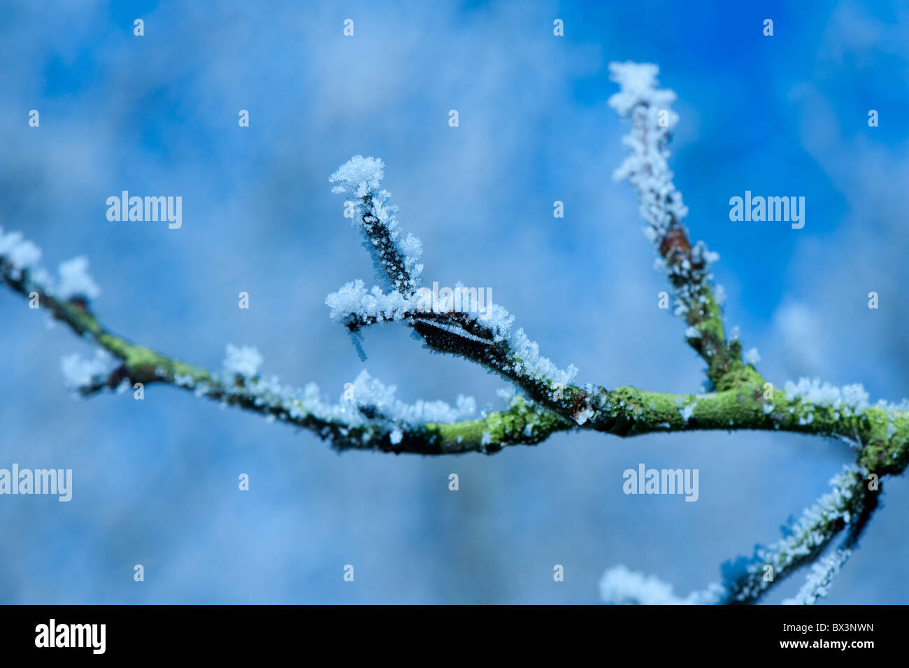 Shrubs covered with frost hi-res stock photography and images - Alamy
