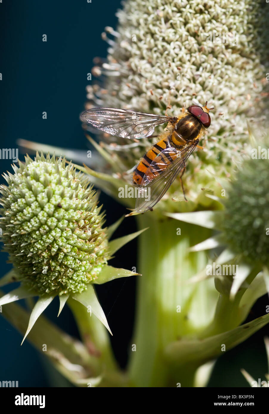 Insect englnd hi-res stock photography and images - Alamy
