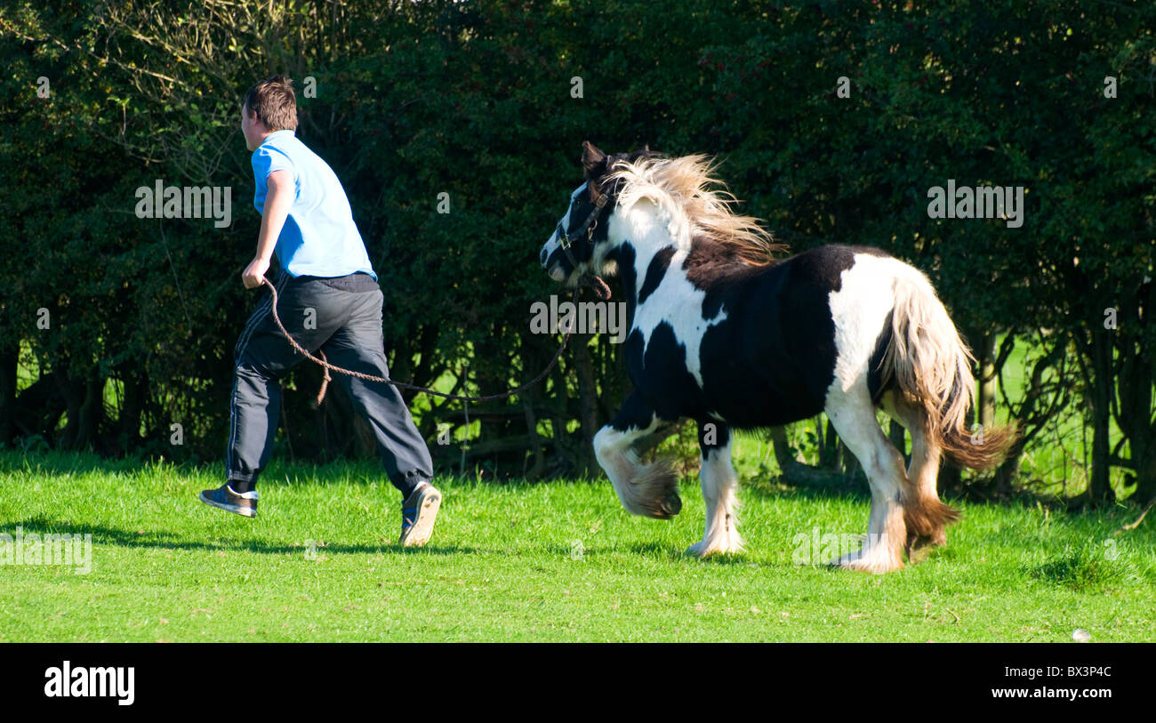 Shire horse hooves hi-res stock photography and images - Alamy