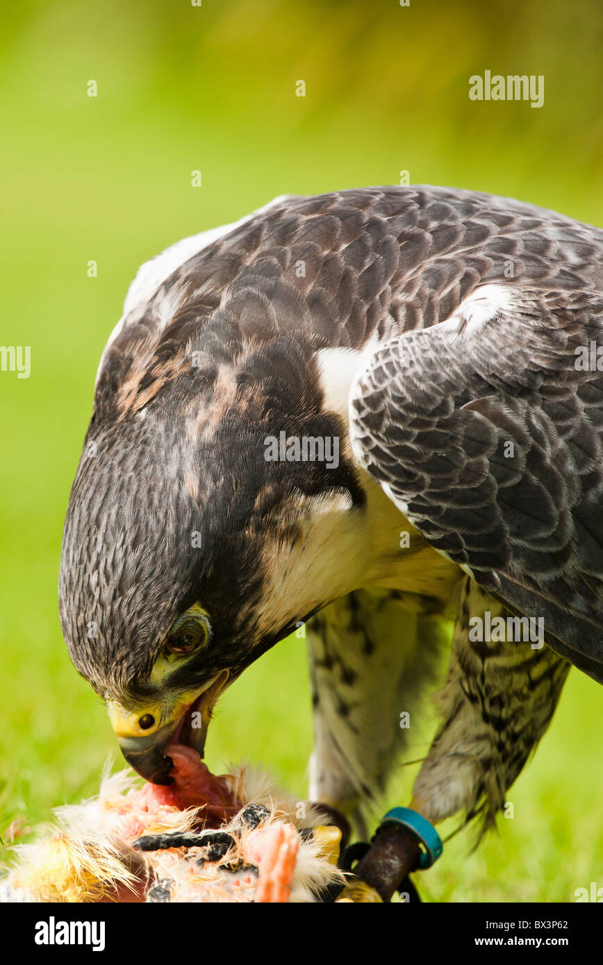 Peregrine Falcon (Falco Peregrinus) Eating It's Prey; Windermere ...