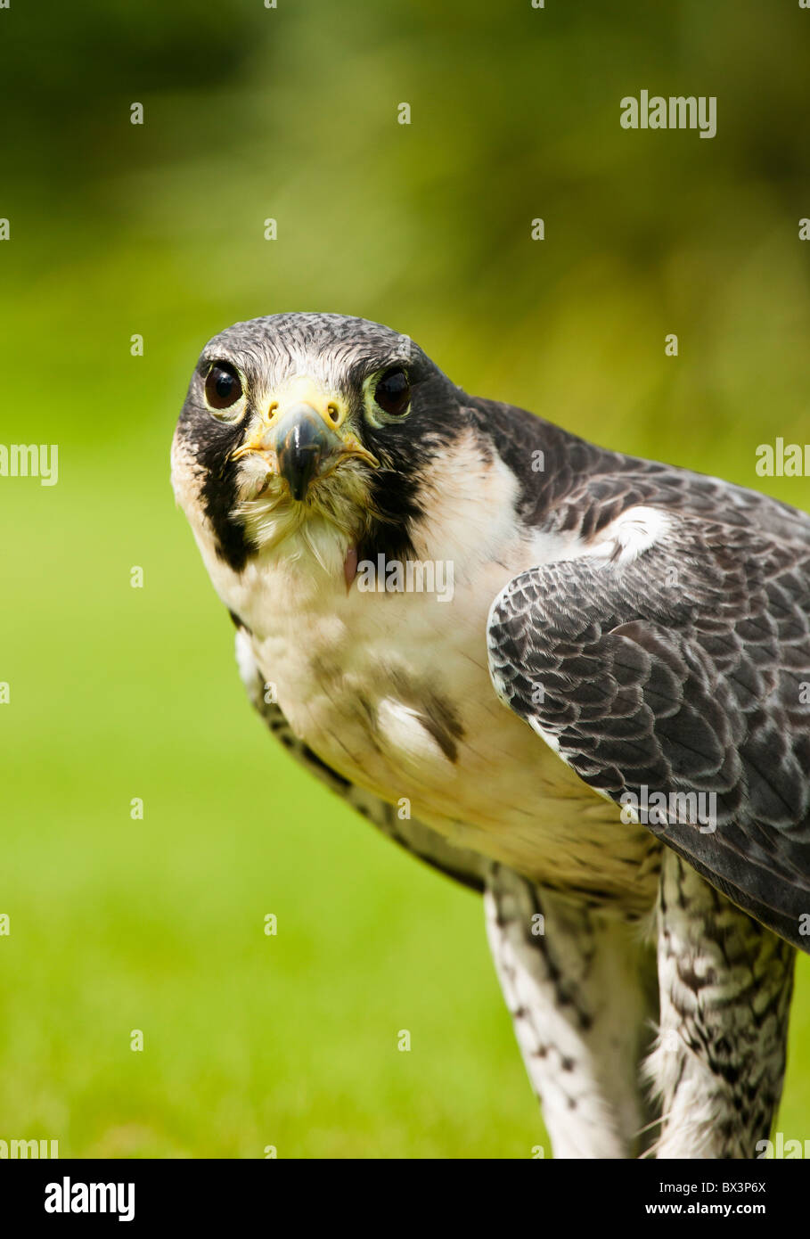 Peregrine Falcon (Falco Peregrinus); Windermere, Cumbria, England Stock ...