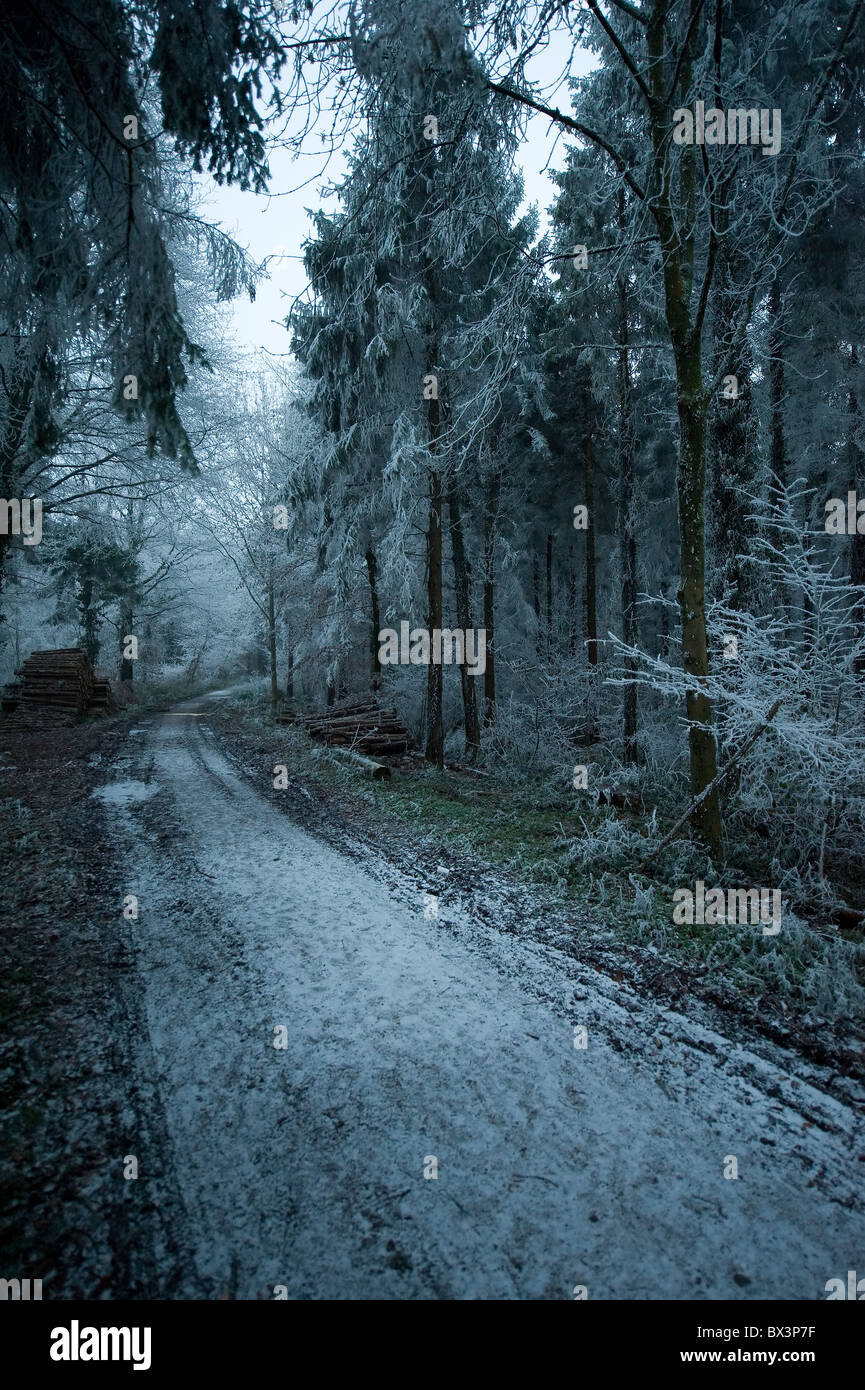 English forest hi-res stock photography and images - Alamy