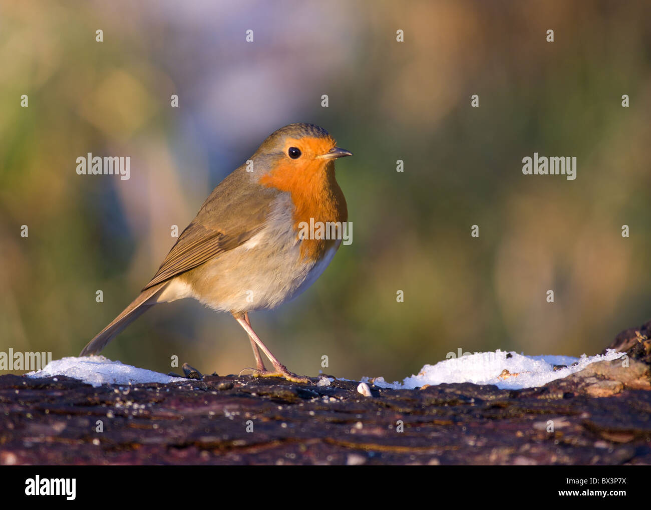 Robin on a log Stock Photo - Alamy