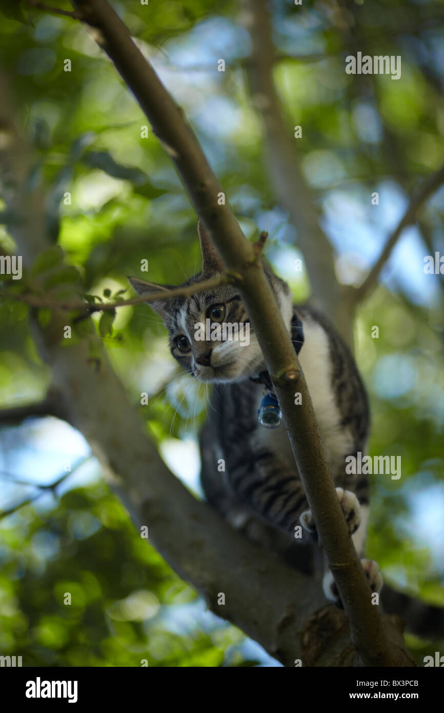 Kittens in a tree Stock Photo - Alamy