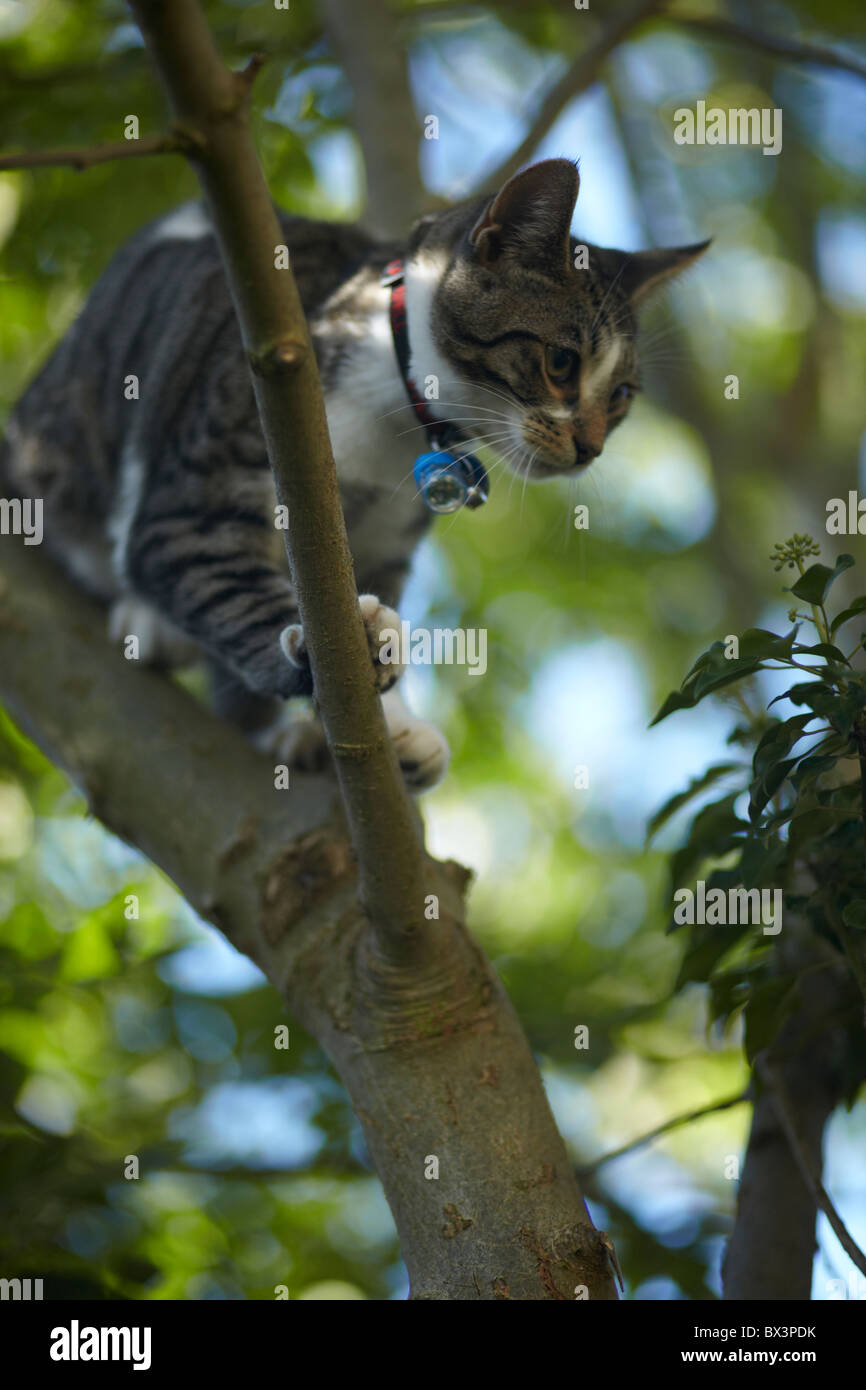 Kittens in a tree Stock Photo - Alamy