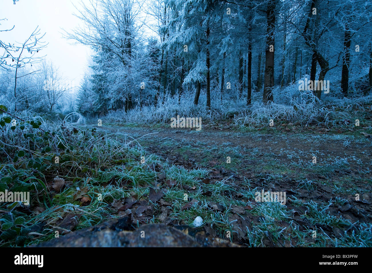 English forest hi-res stock photography and images - Alamy