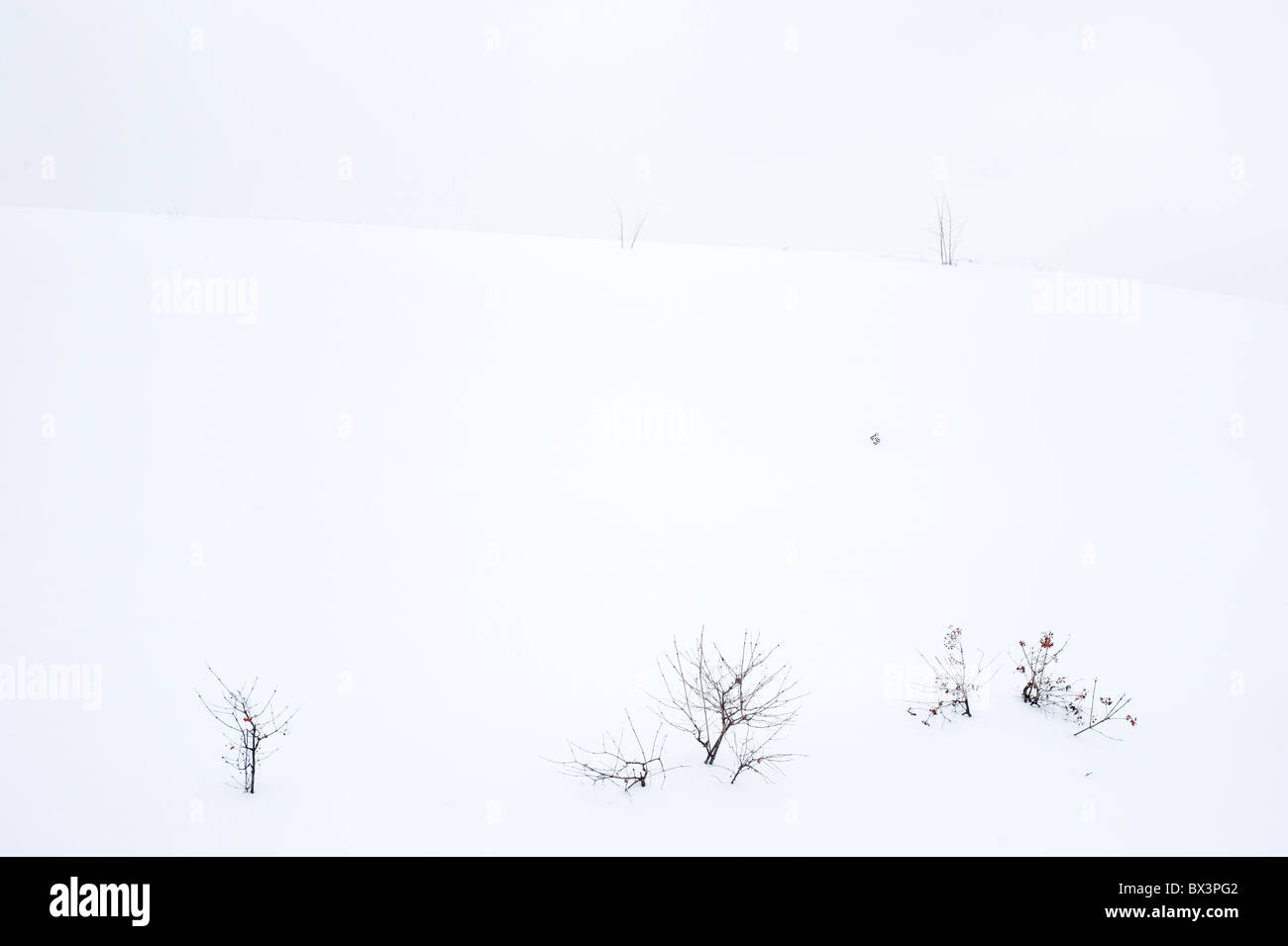 Very rare shrub hi-res stock photography and images - Alamy