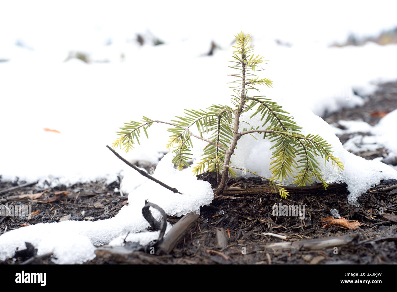 Evergreen tree deep green hi-res stock photography and images - Alamy