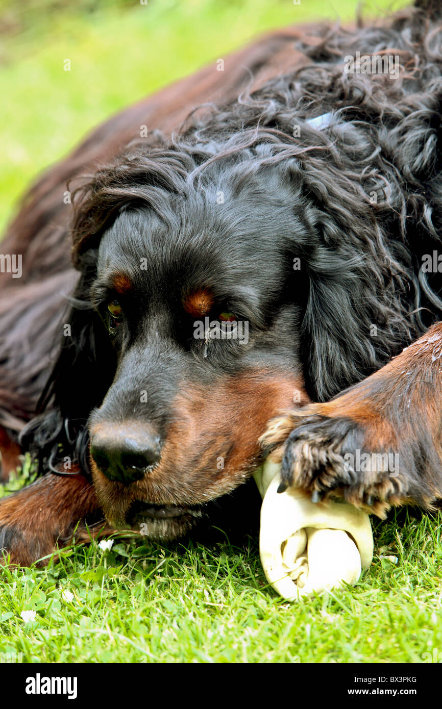 Bone setter hi-res stock photography and images - Alamy