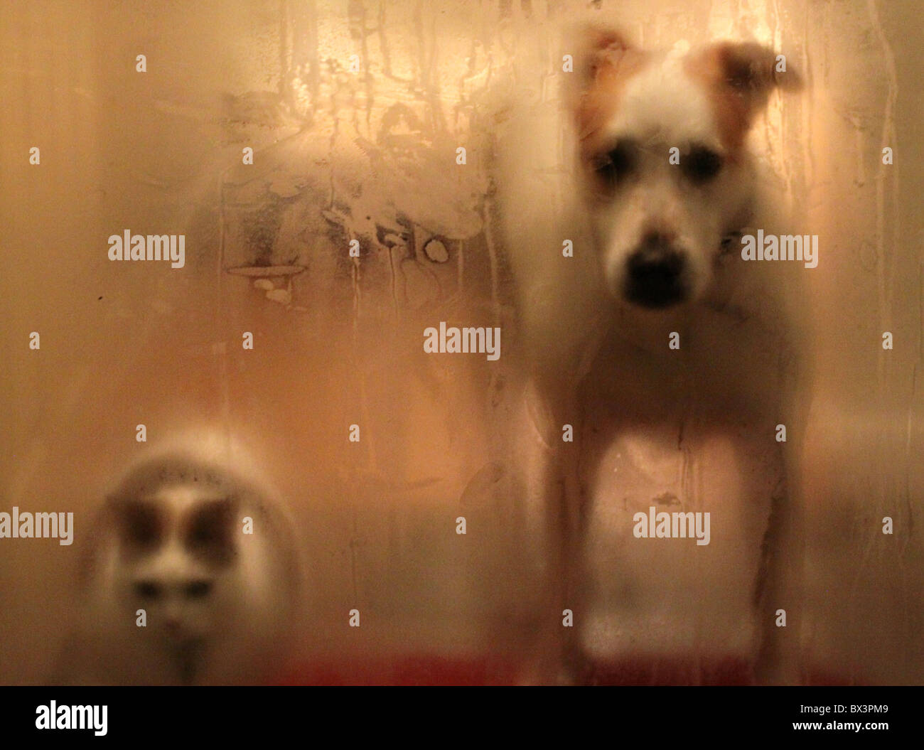 A dog and a cat standing behind a foggy glass door Stock Photo - Alamy