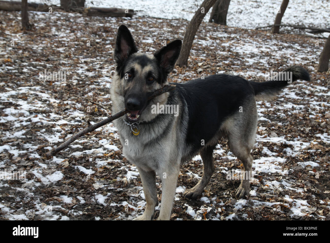 A German Shepard dog holding a stick in his mouth Stock Photo - Alamy