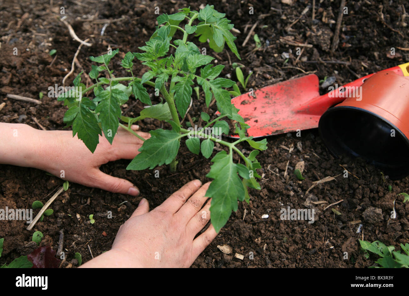 Gardener pressing a young tomato plant firmly into the soil Stock Photo ...
