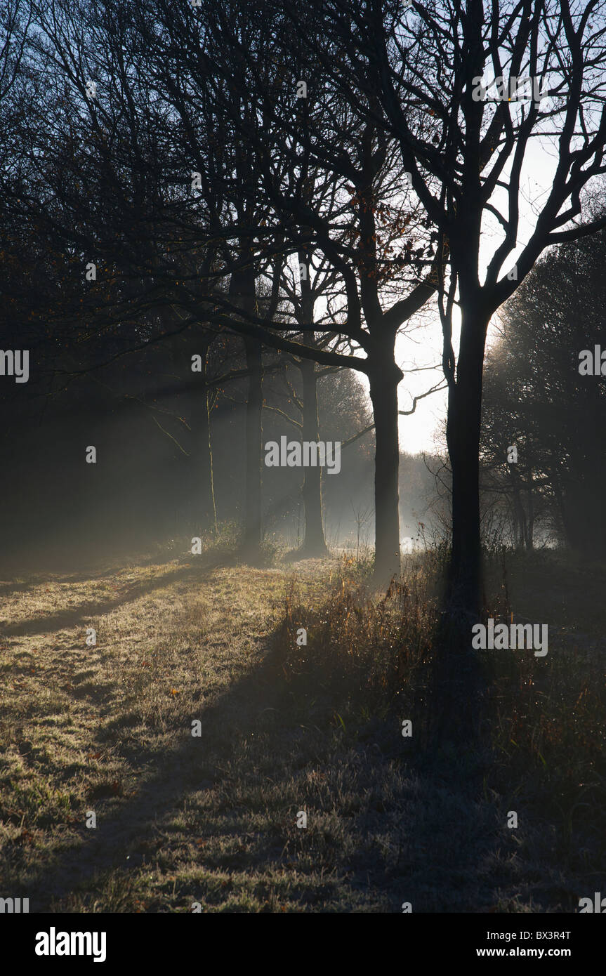 Winter woodland as dusk draws in Stock Photo - Alamy