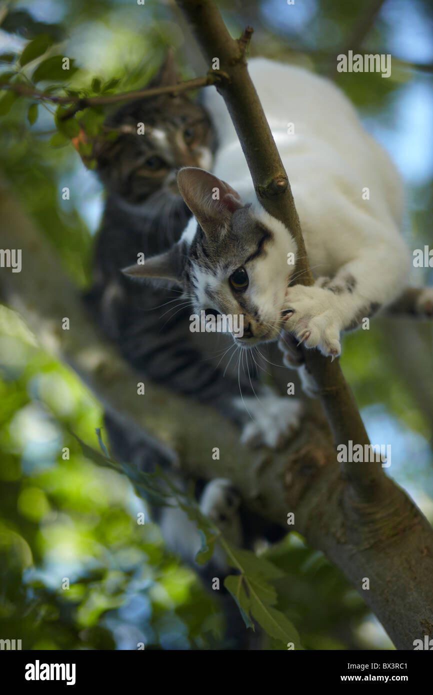 Kittens in a tree Stock Photo - Alamy