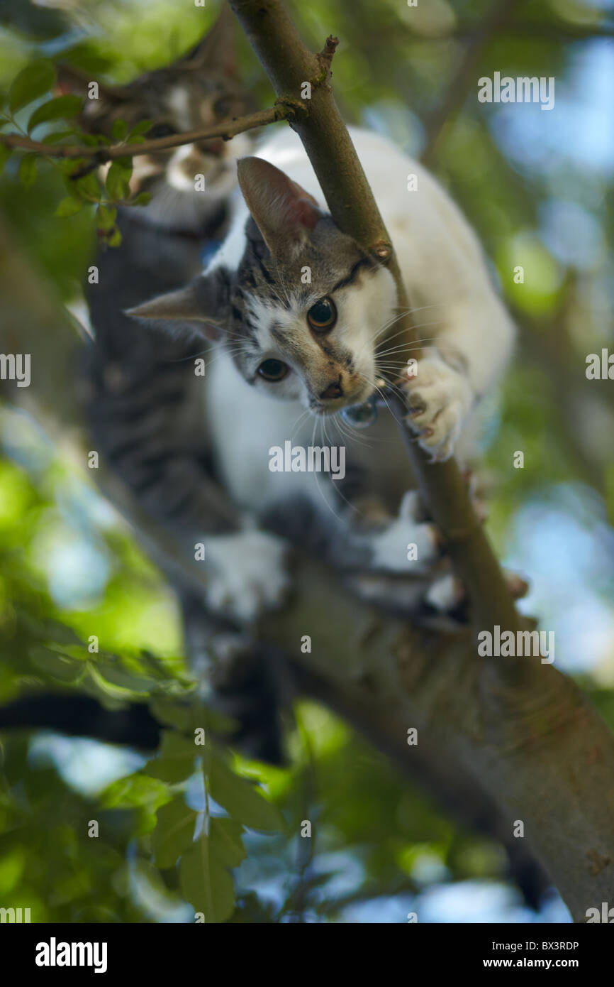 Kittens in a tree Stock Photo - Alamy