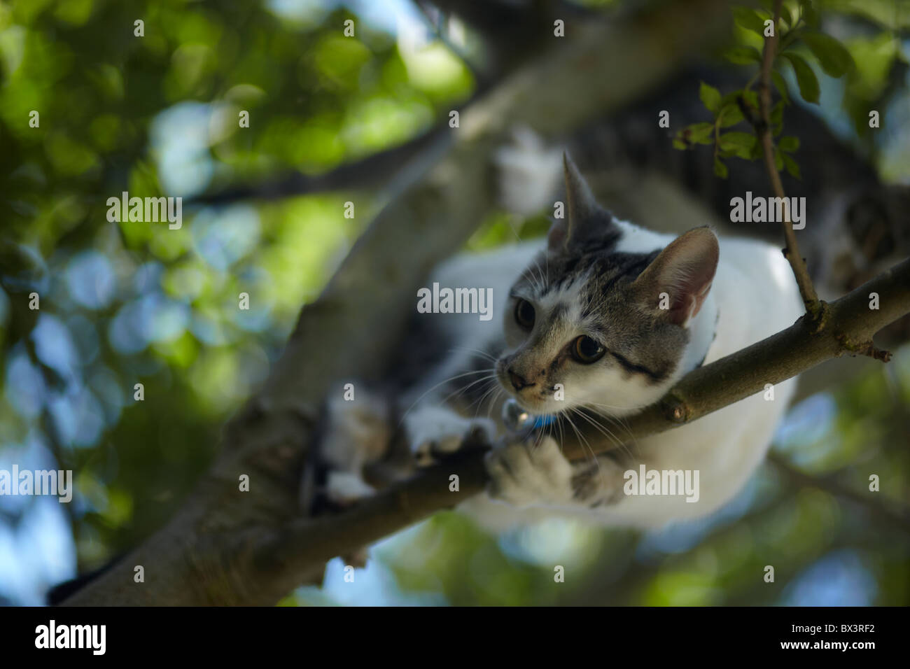 Kittens in a tree Stock Photo - Alamy