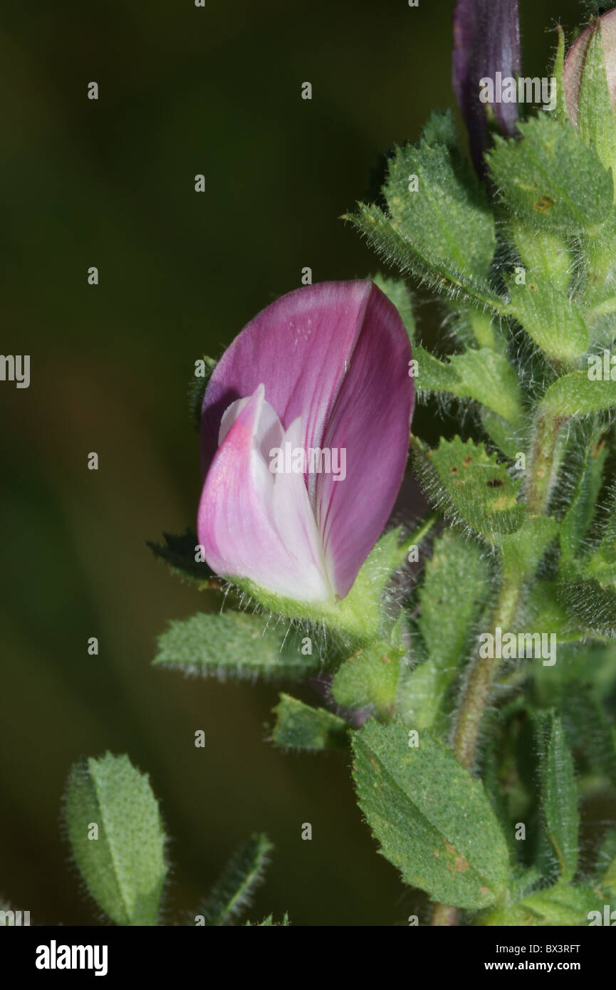 Common restharrow hi-res stock photography and images - Alamy