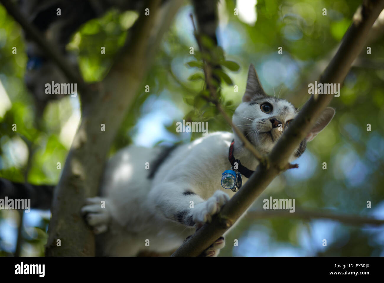 Kittens in a tree Stock Photo - Alamy