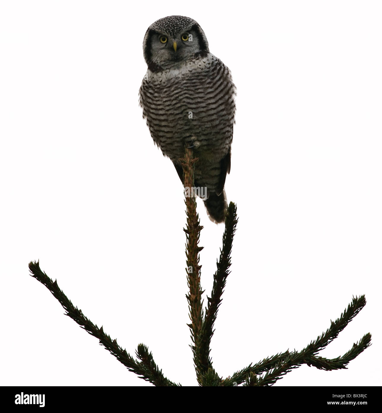Surnia ulula owl hi-res stock photography and images - Alamy